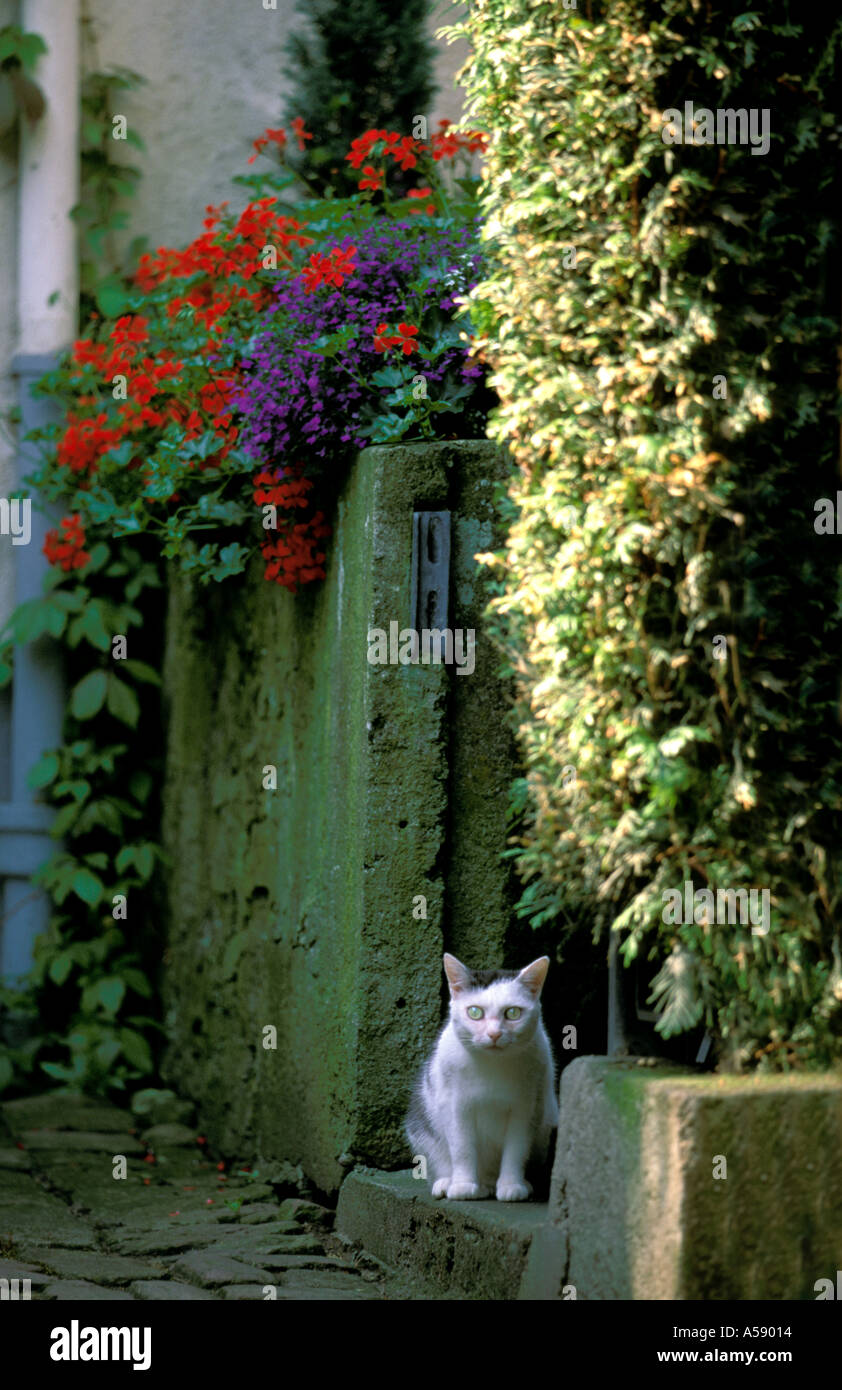 Frightened cat hi-res stock photography and images - Alamy