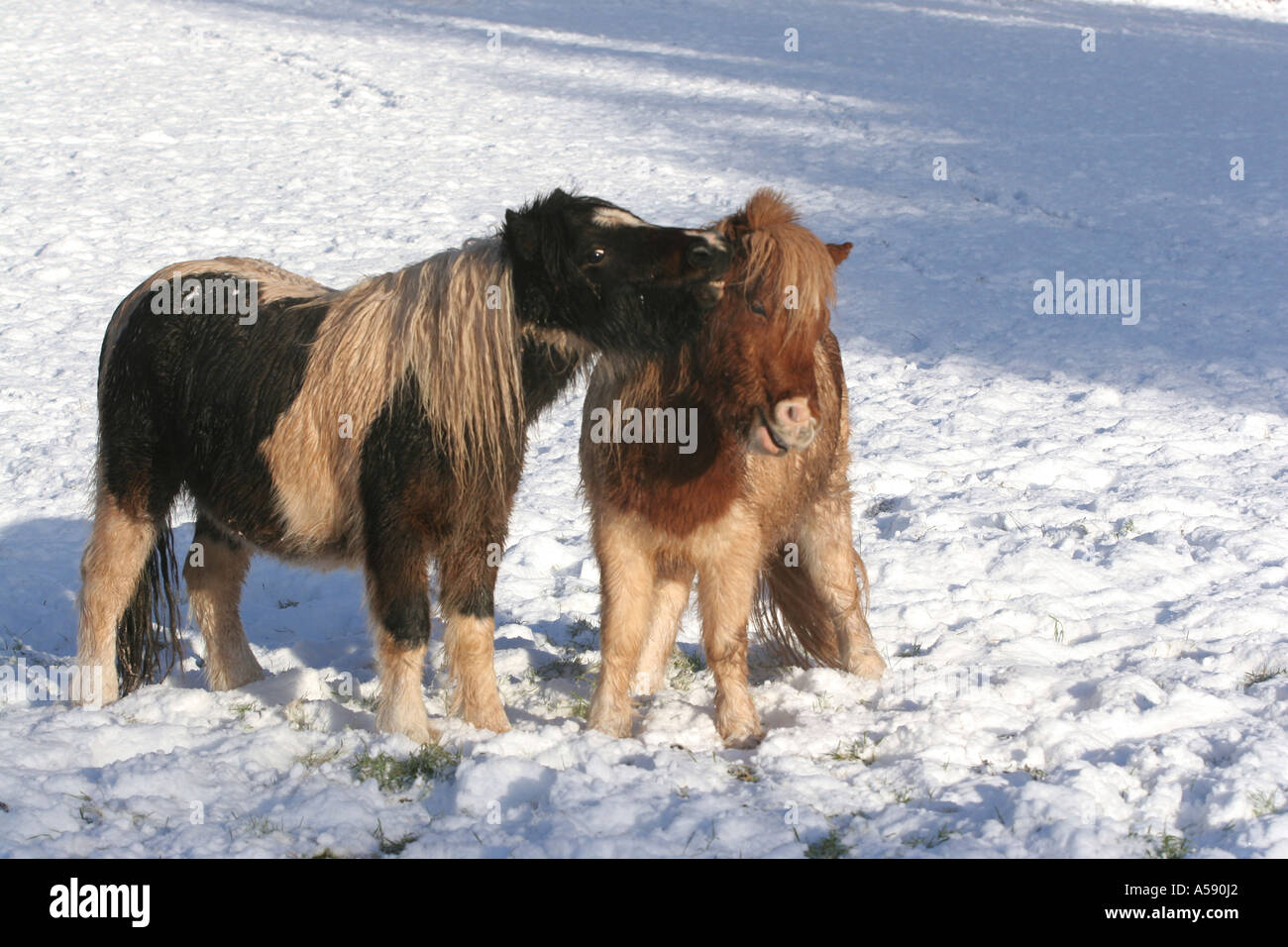 Shetland pony cross High Resolution Stock Photography and Images - Alamy