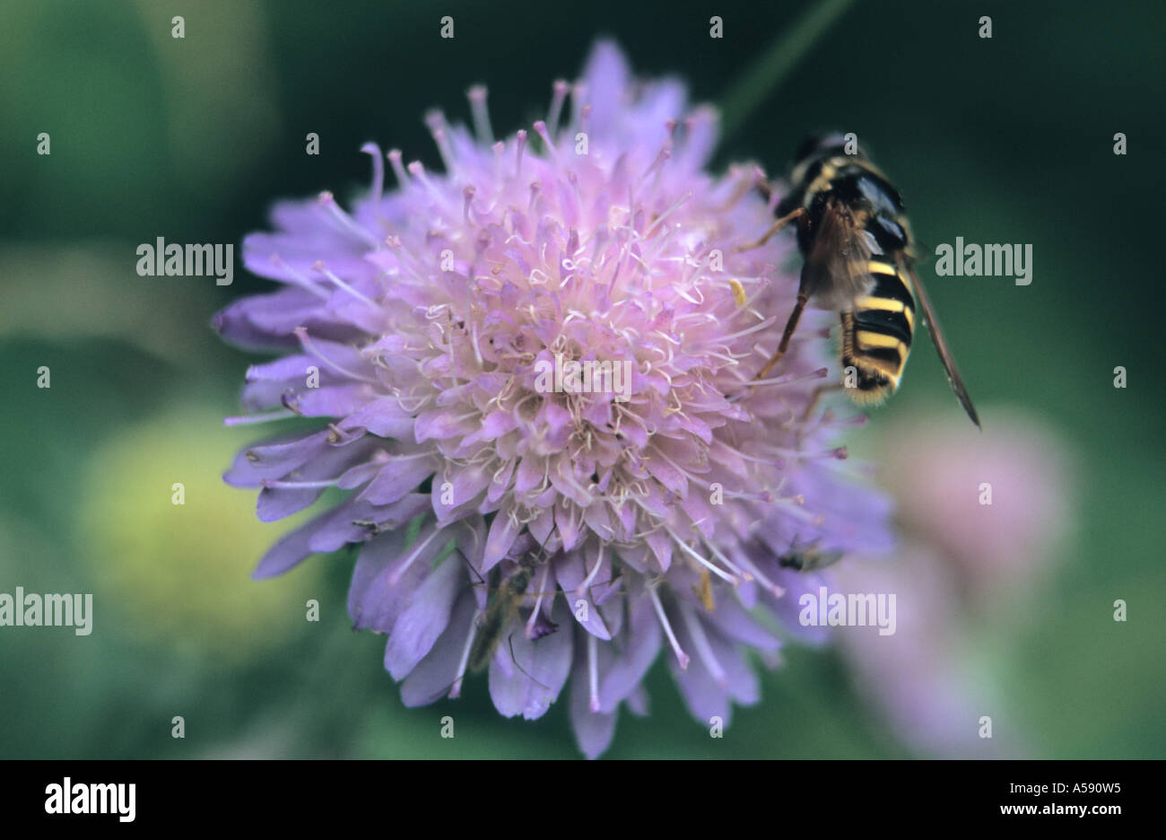 Close-up of Field Scabiosus Knautia arvensis flower Stock Photo - Alamy