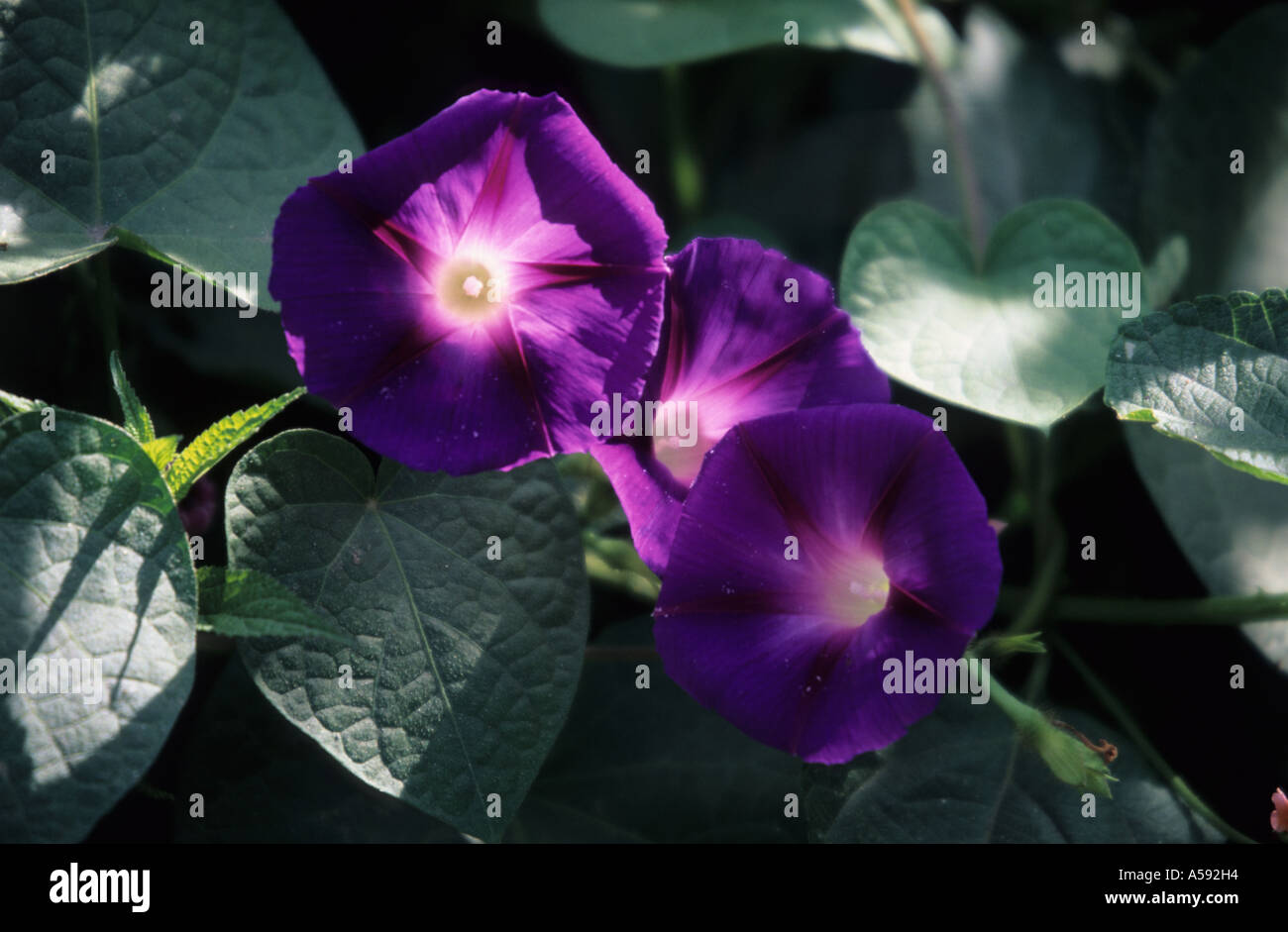 Close-up of Ipomoea purpurea Common morning glory flowers Stock Photo ...