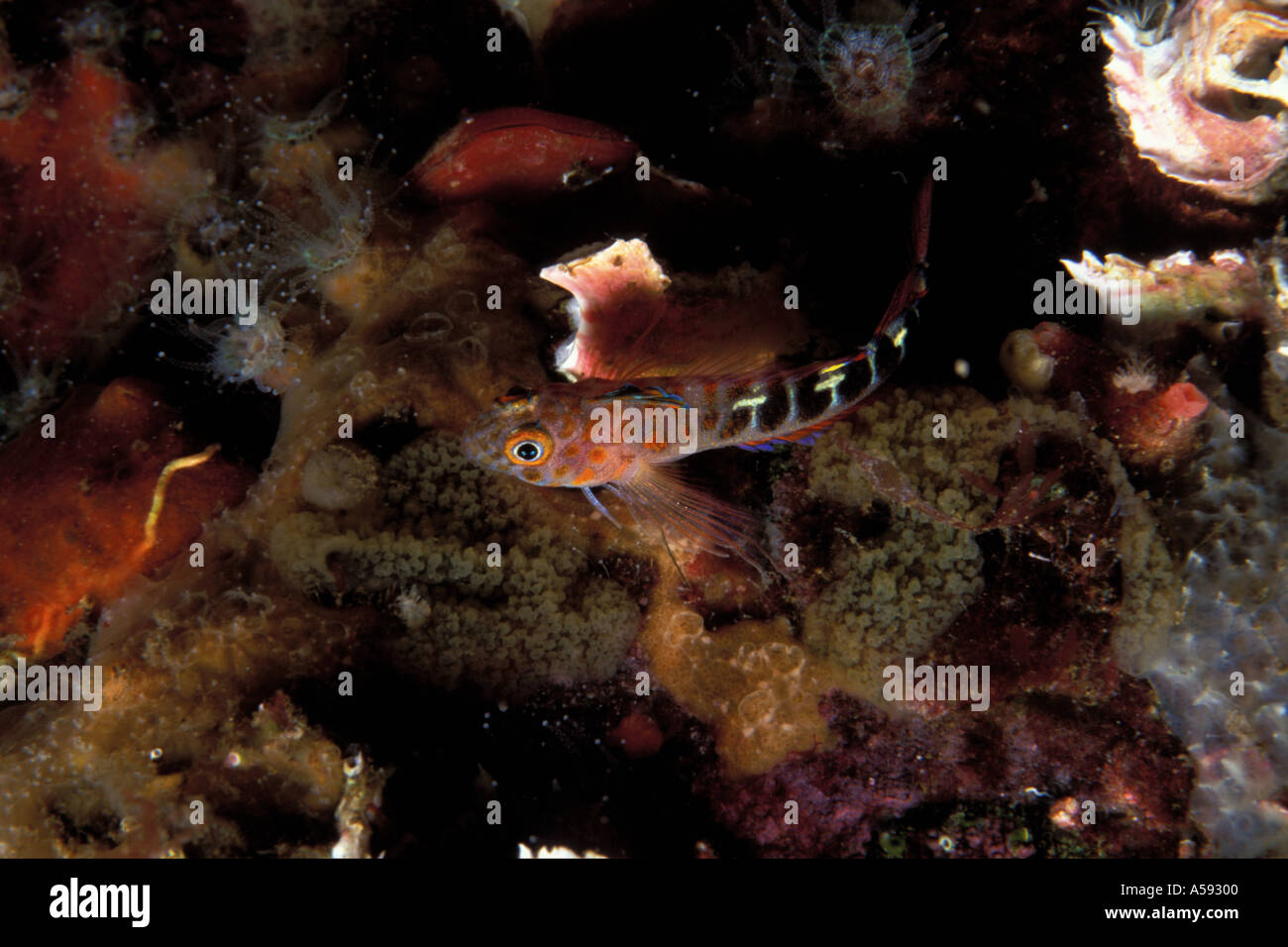 Blue dot Triplefin Notoclinops caerulepunctus Stock Photo - Alamy