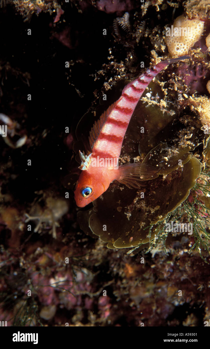 Blue eyed Triplefin Notoclinops segmentatus Stock Photo - Alamy