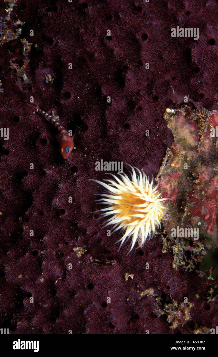 Blue eyed Triplefin Notoclinops segmentatus Stock Photo - Alamy