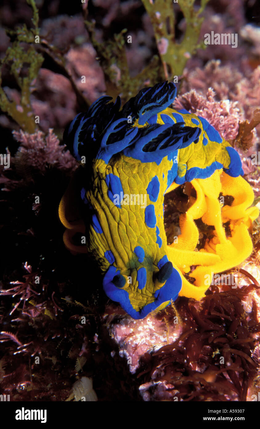 Tambja verconis laying eggs Stock Photo - Alamy