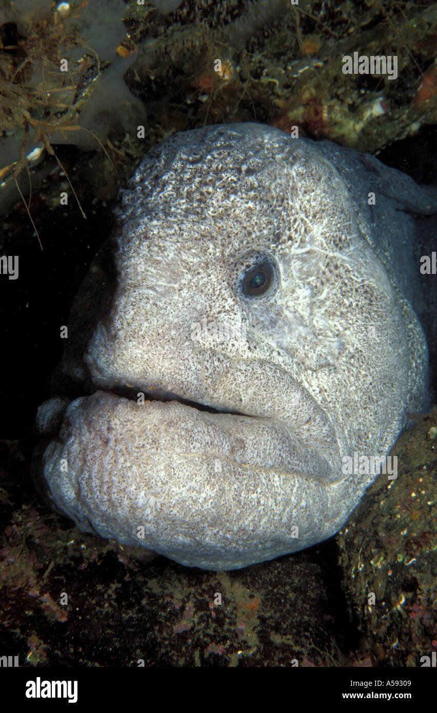 Wolf Eel Anarrhichthys ocellatus Stock Photo - Alamy