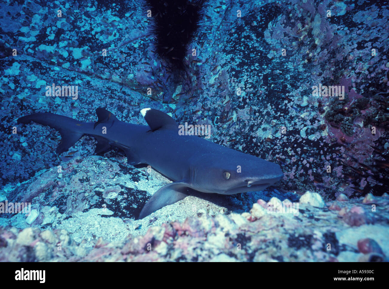 White tip Reef Shark Triaenodon obesus Stock Photo - Alamy