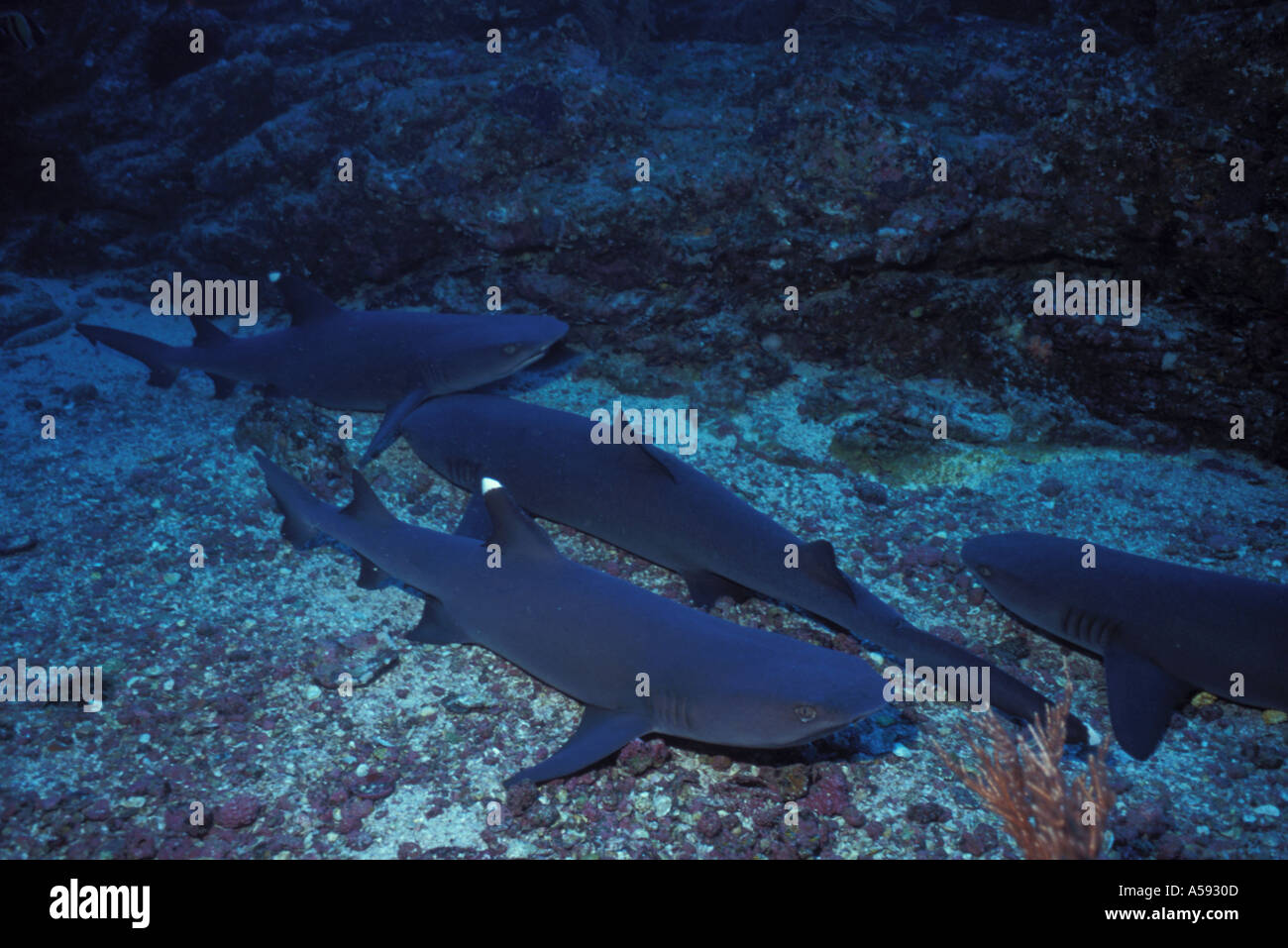 White tip Reef Sharks Triaenodon obesus resting on bottom Stock Photo ...