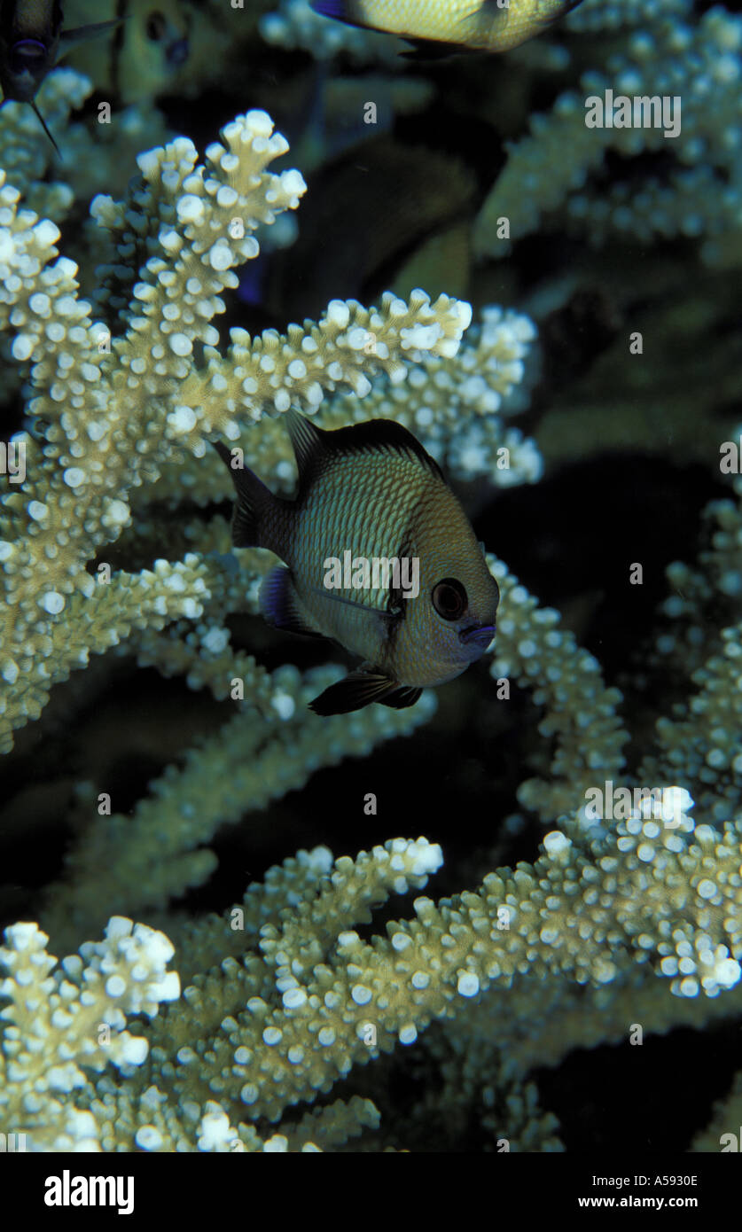 Reticulated Dascyllus Dascyllus reticulatus Stock Photo - Alamy