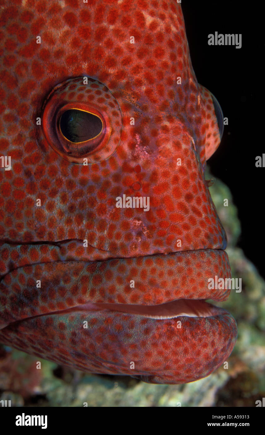 Tomato Grouper Cephalopholis sonnerati Stock Photo - Alamy