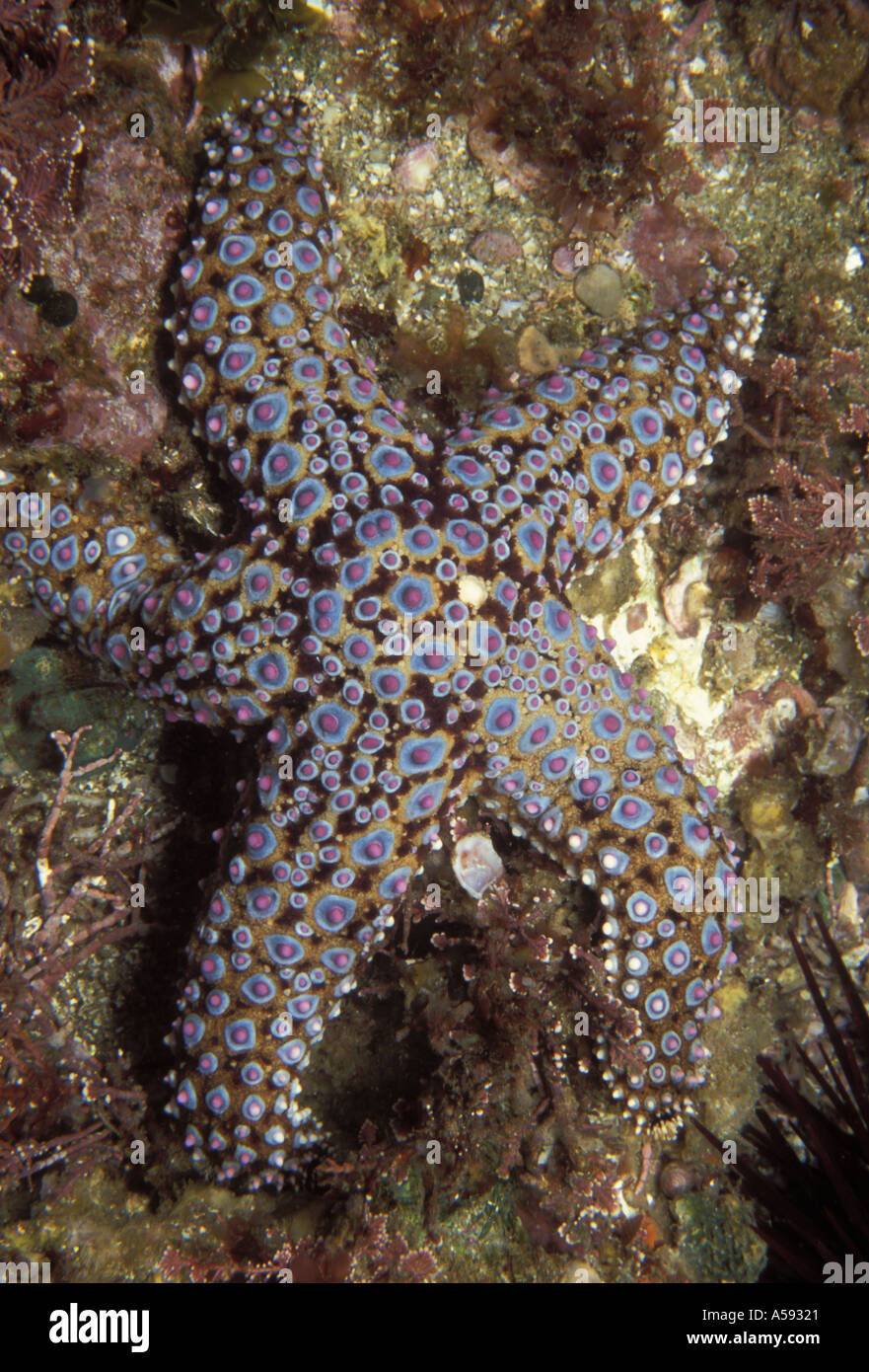 Giant Spined Star Pisaster giganteus Stock Photo - Alamy
