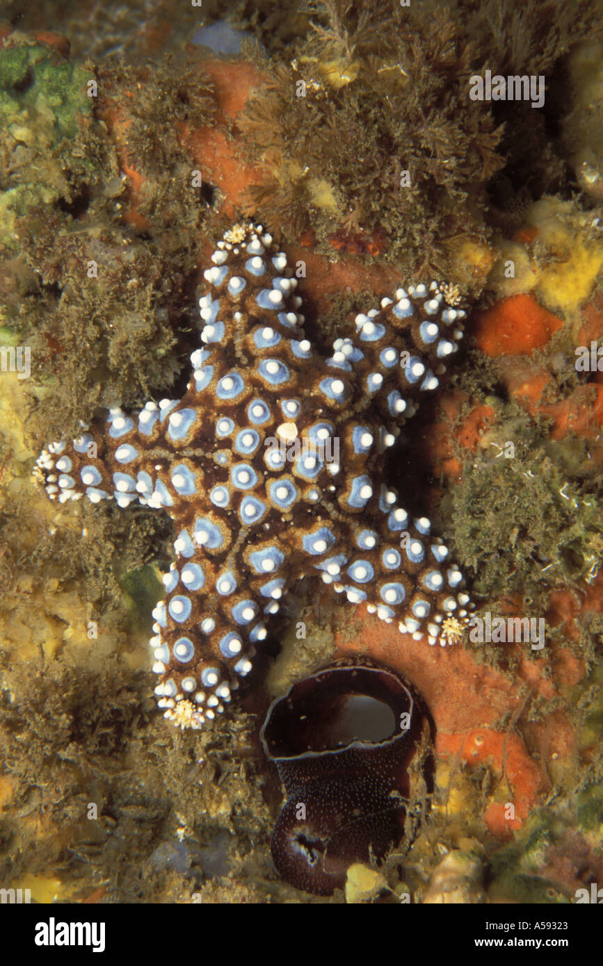 Giant sea star pisaster giganteus hi-res stock photography and images ...
