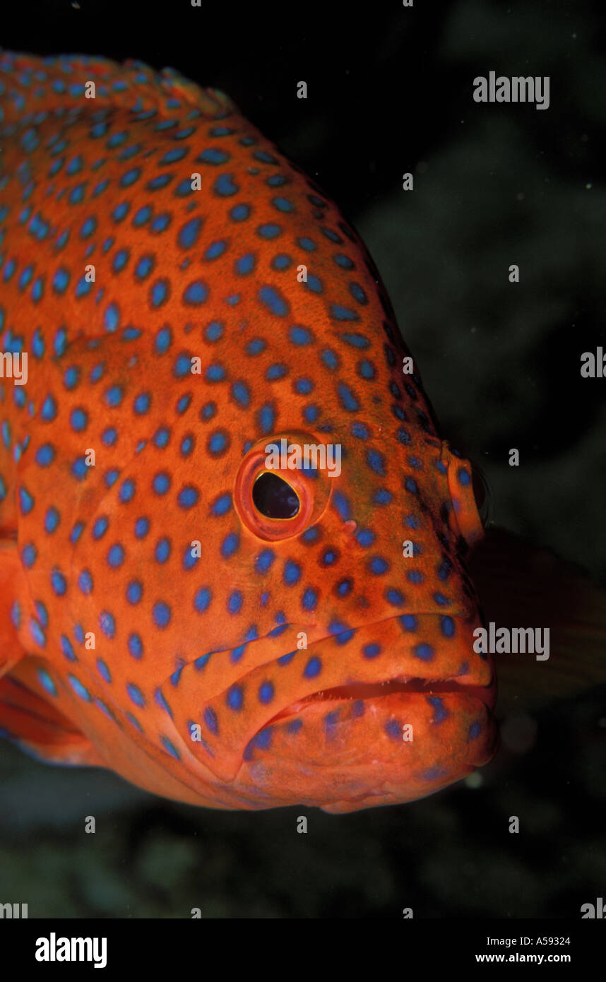 Miniatus Grouper Cephalopholis miniata Stock Photo - Alamy