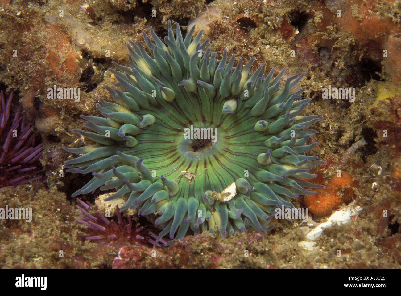 Aggregating Anemone Anthopleura elegantissima Stock Photo - Alamy