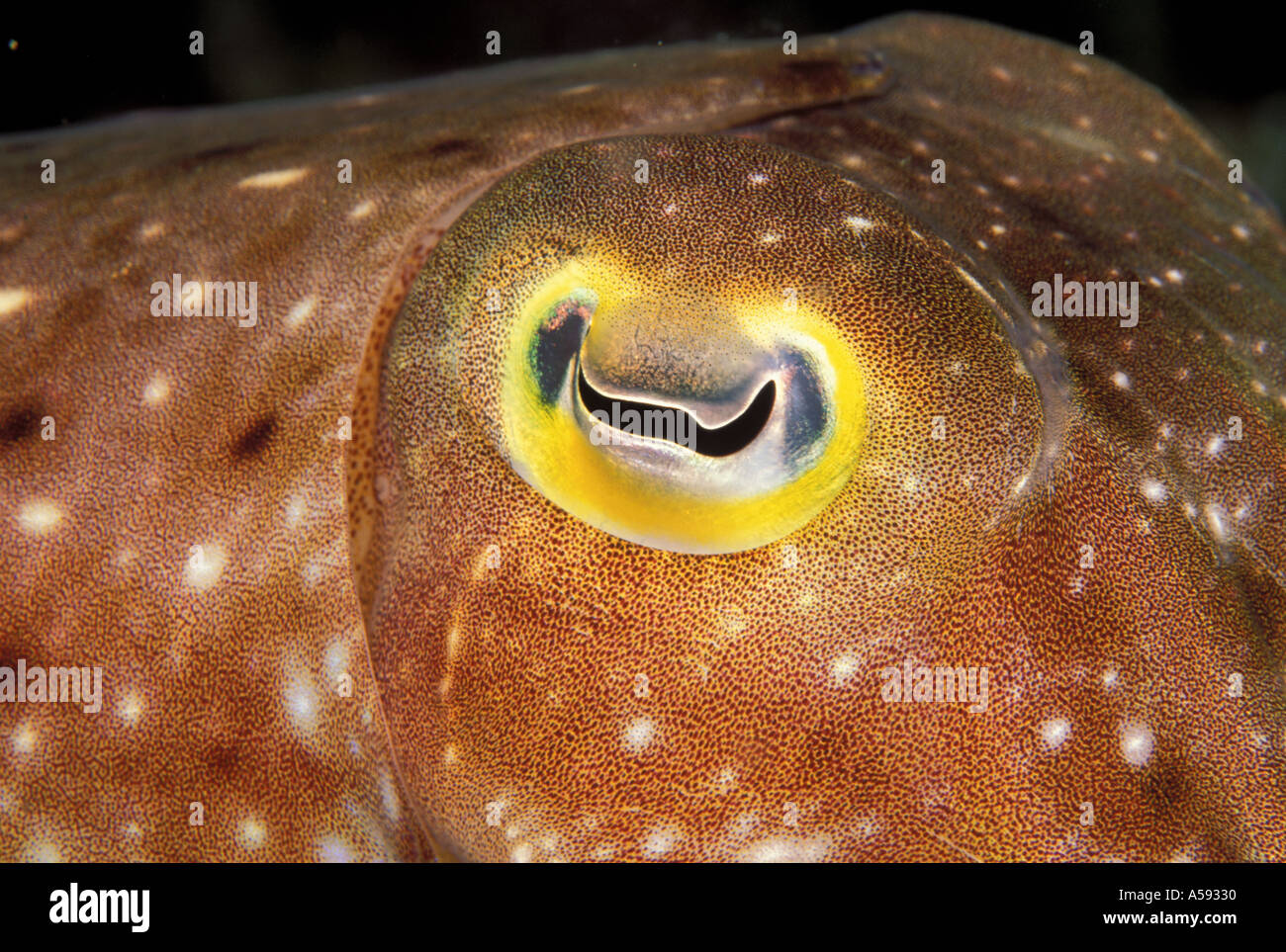 Cuttlefish Eyes
