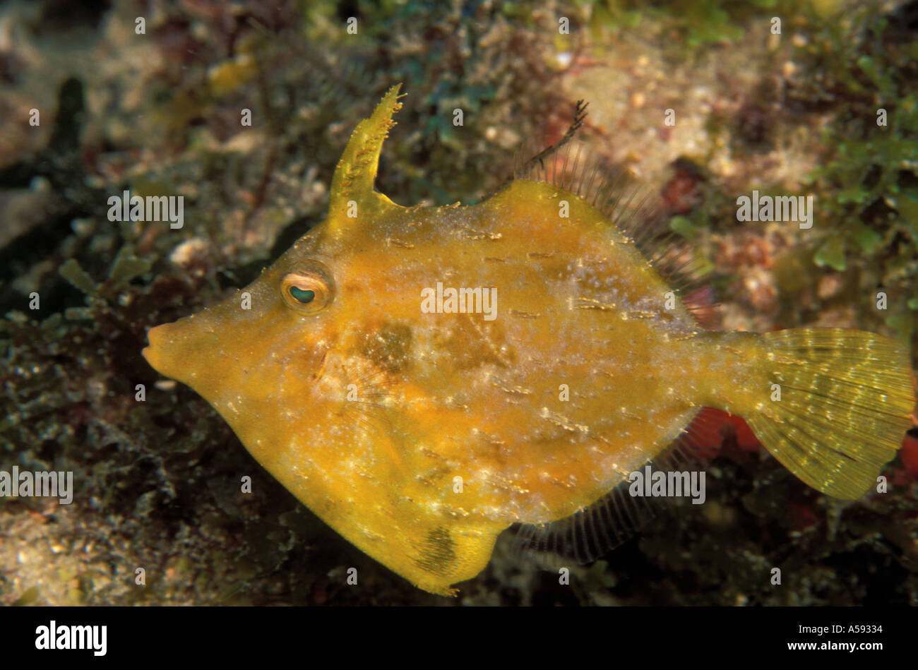 Fringed Filefish Monacanthus ciliatus Stock Photo - Alamy