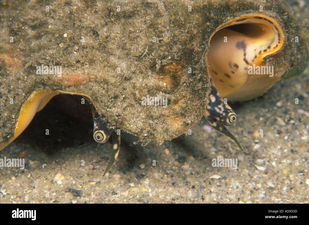 Queen Conch Strombus gigas Stock Photo - Alamy