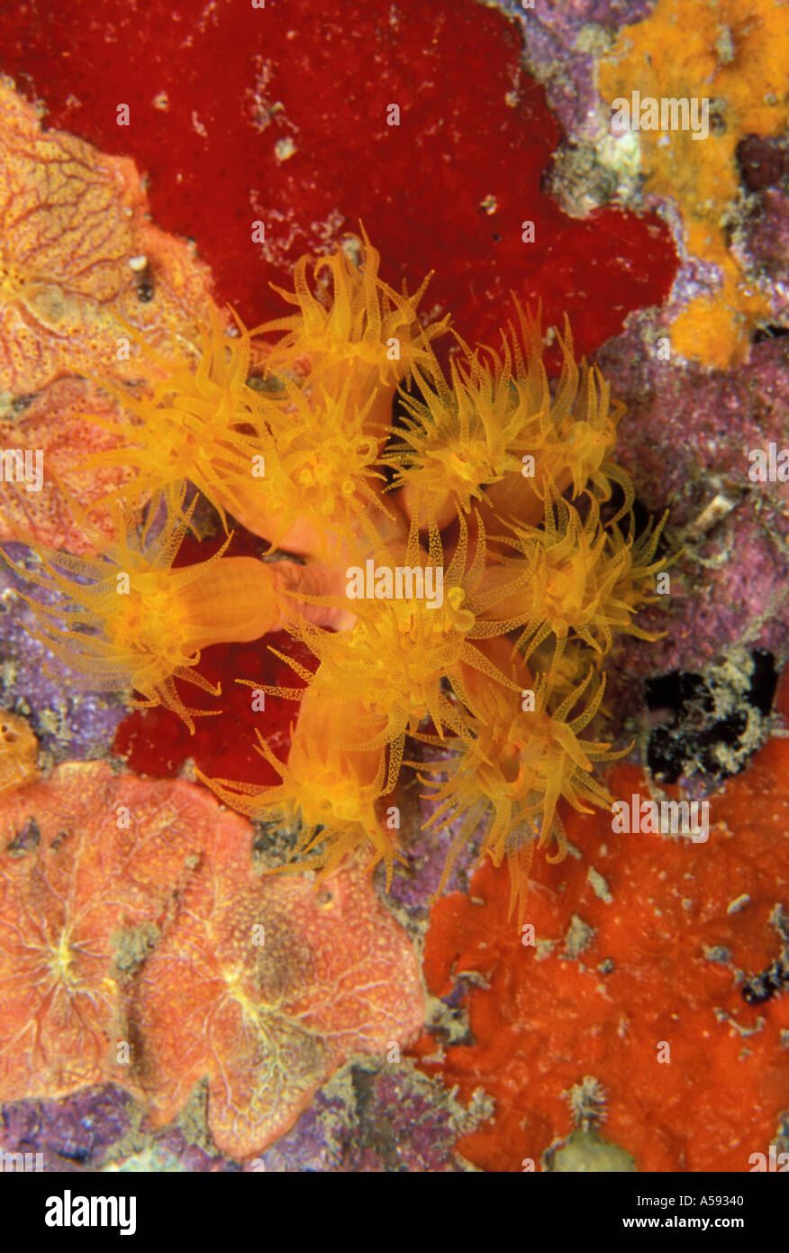 Orange Cup Coral Tubastraea coccinea Stock Photo - Alamy