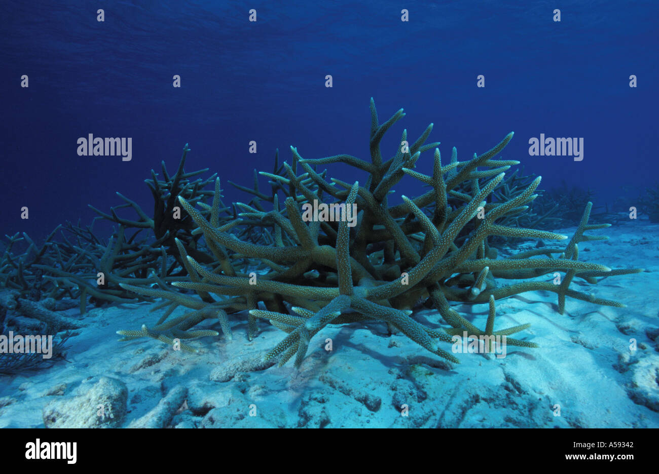 Staghorn coral caribbean hi-res stock photography and images - Alamy
