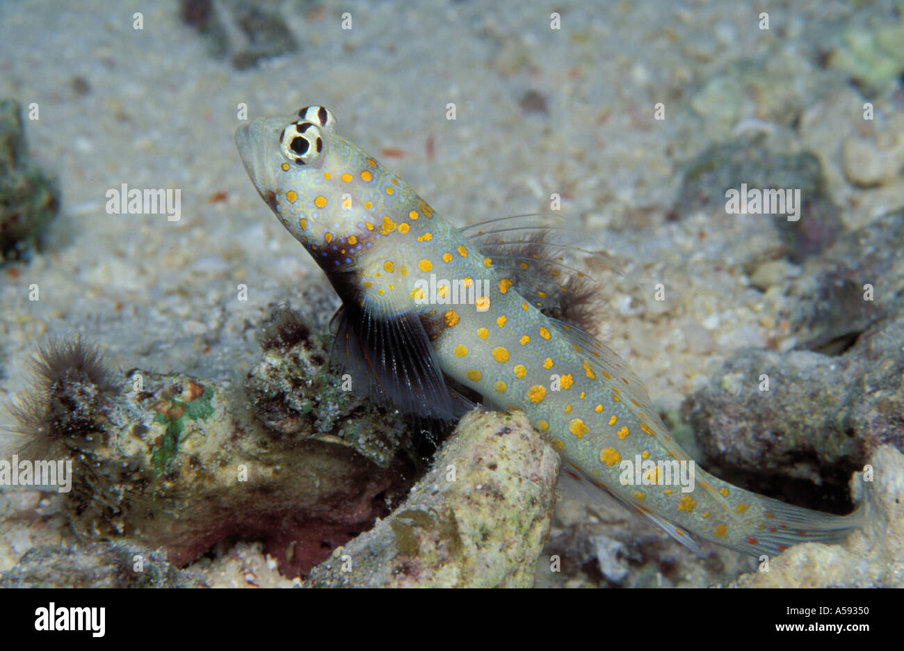 Spotted Shrimp Goby Amblyeleotris guttata Stock Photo - Alamy
