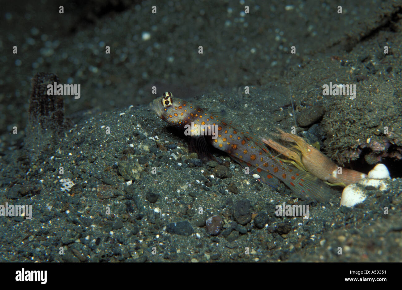 Spotted Shrimp Goby Amblyeleotris guttata Stock Photo - Alamy