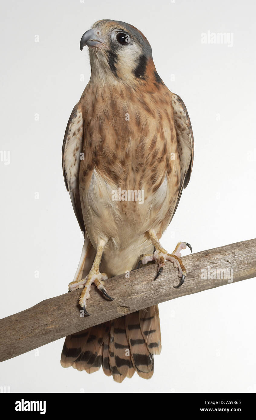 American Kestrel sparrow hawk Stock Photo - Alamy