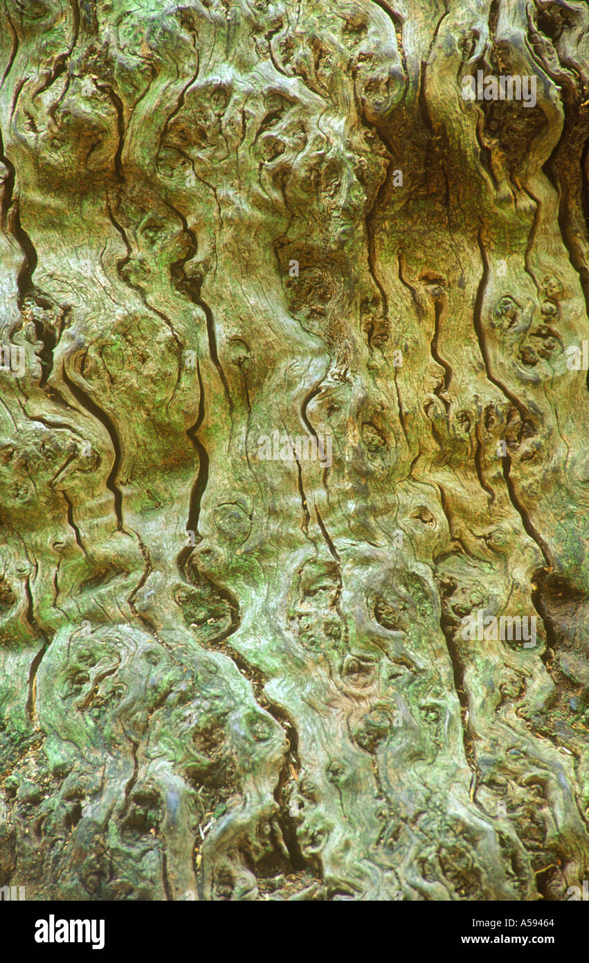 Dead burr hi-res stock photography and images - Alamy