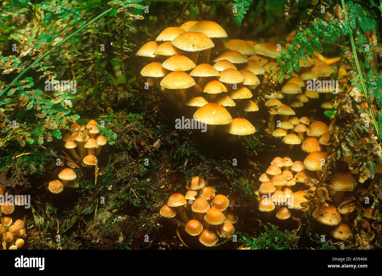 Sulphur Tuft Hypholoma fasciculare Stock Photo - Alamy