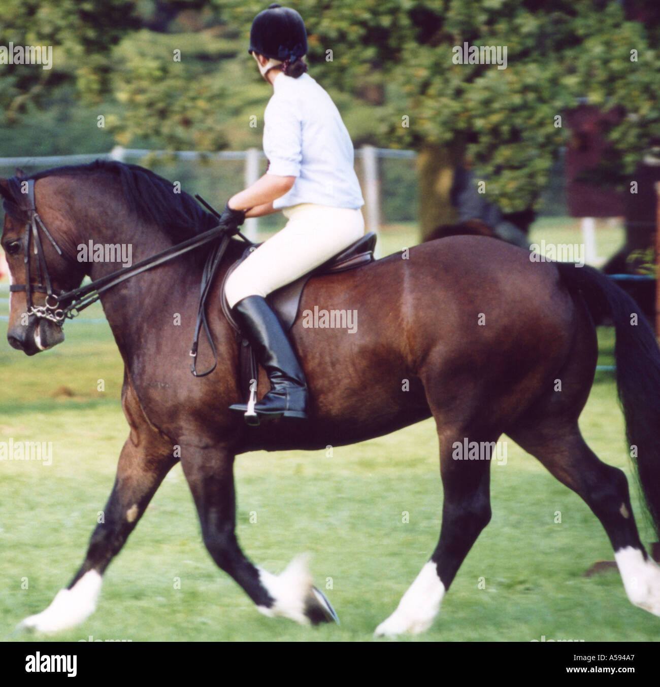 Welsh pony dressage hi-res stock photography and images - Alamy