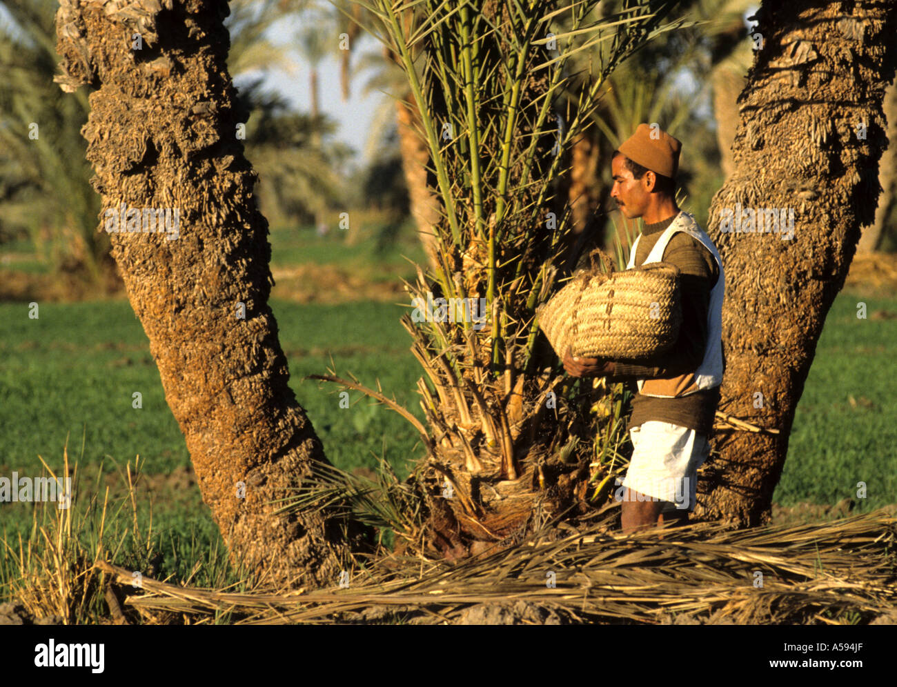 Egypt Farms Reports
