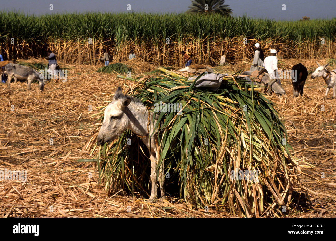 Nile River Egypt Farm Farmer agriculture field donkey sugar cane ...
