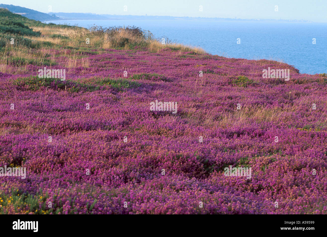 DISPLAY OF WILD HEATHER AT DUNWICH SUFFOLK EAST ANGLIA ENGLAND UK Stock ...