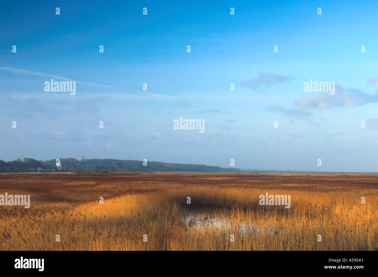 Norfolk winter reed beds hi-res stock photography and images - Alamy