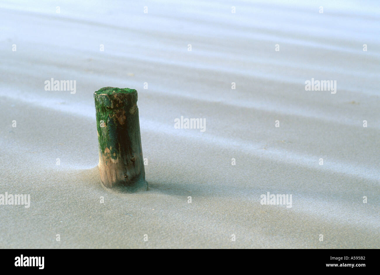 SINGLE TIMBER ON WINDSWEPT BEACH WITH DRIFTING SAND AT HOLME NEXT THE ...