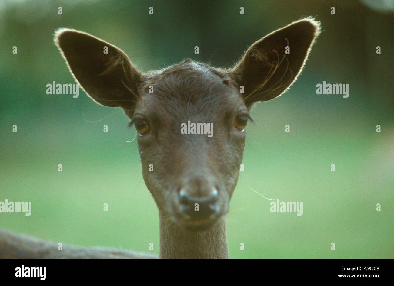 Black fallow deer hi-res stock photography and images - Alamy