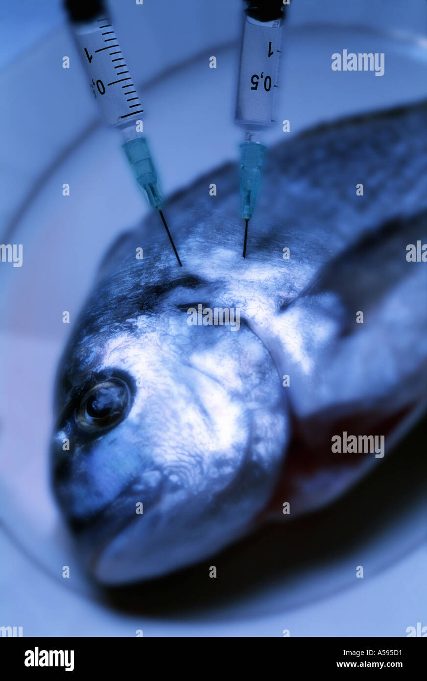 Fish two syringes in plate biotechnology concept Stock Photo - Alamy