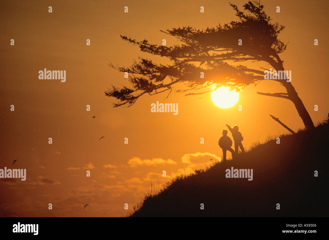 Boy pointing birds hi-res stock photography and images - Alamy