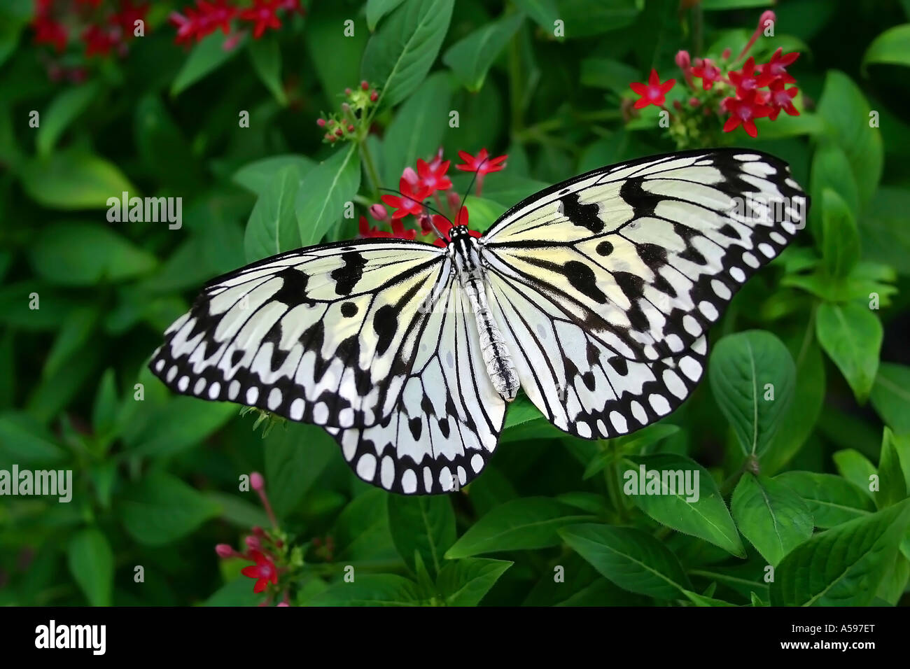 Whitebutterfly hi-res stock photography and images - Alamy
