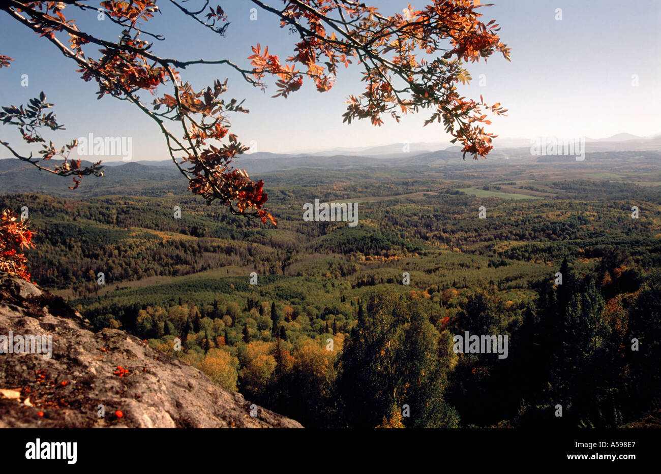 Mountain Ash commonly known as the Rowan Tree Stock Photo - Alamy