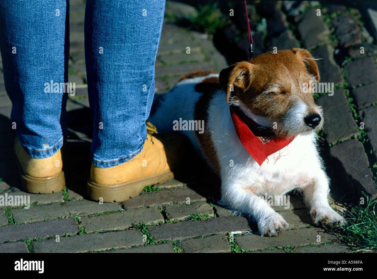 Dozing dog waits for owner to finish conversation Stock Photo - Alamy