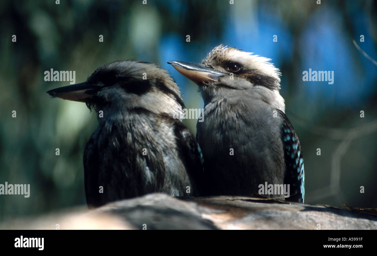 Two laughing Kookaburra in Victoria in australia Stock Photo - Alamy