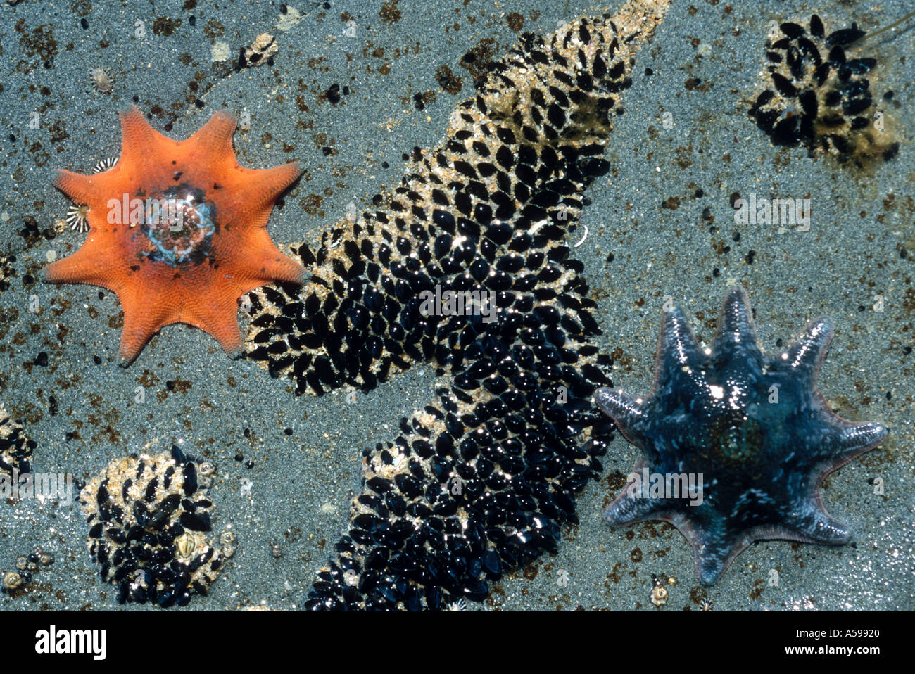 Starfish on the coast in Australia this picture was made alongside the ...