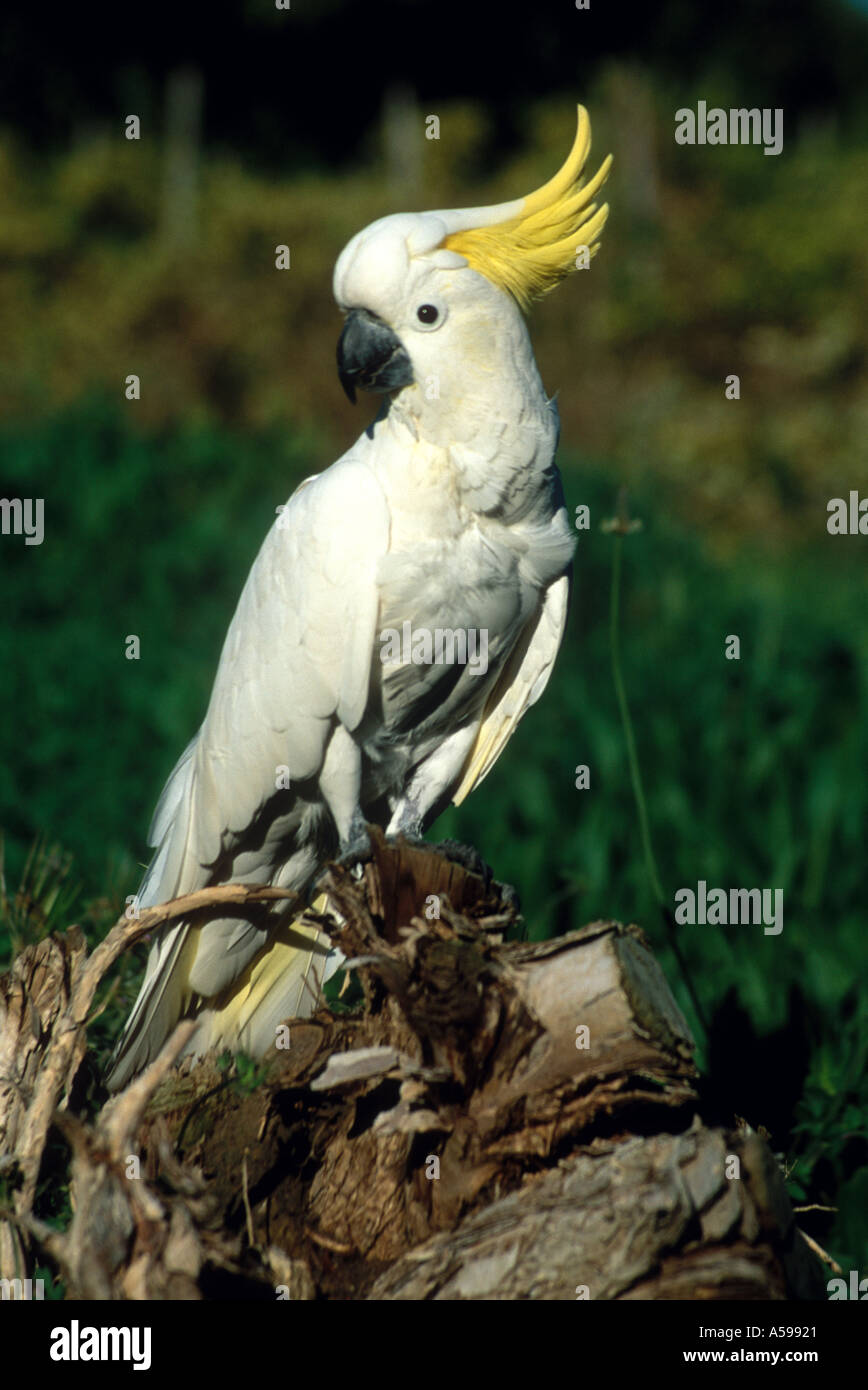 Sulphur Crested Cockatoo in Victoria in Australia Stock Photo - Alamy