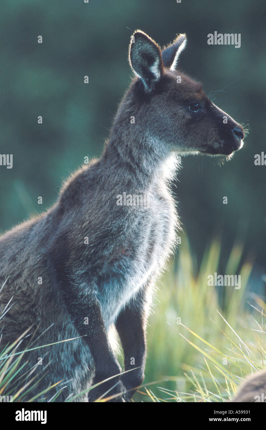 Kangaroo on Kangaroo Island in Australia Stock Photo - Alamy