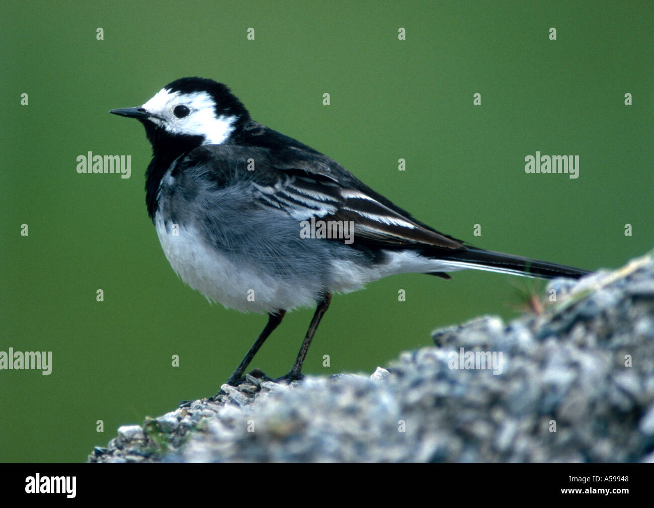 Pied wagtail picture hi-res stock photography and images - Alamy