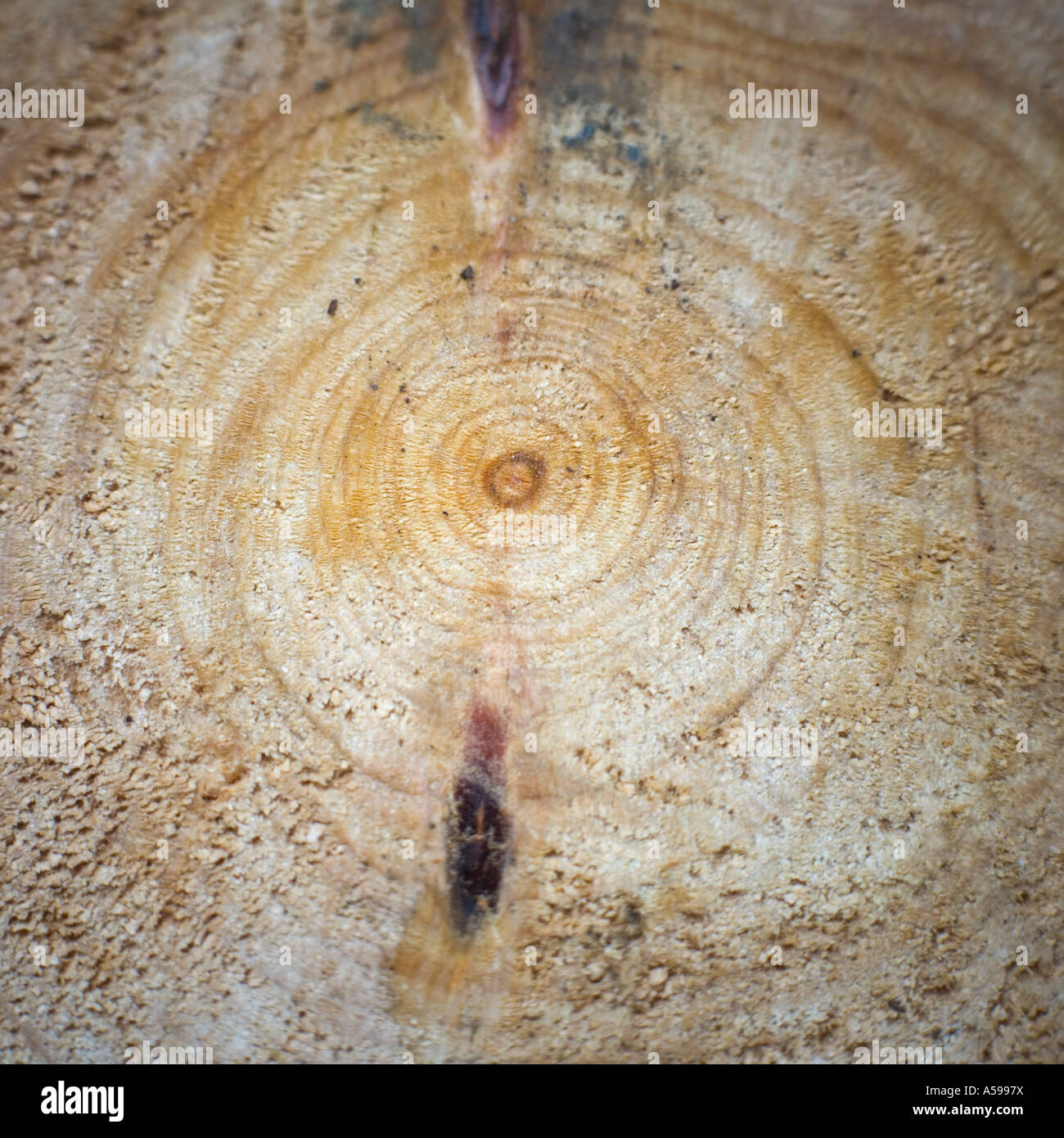 Patterns and textures cut pine wood Stock Photo - Alamy