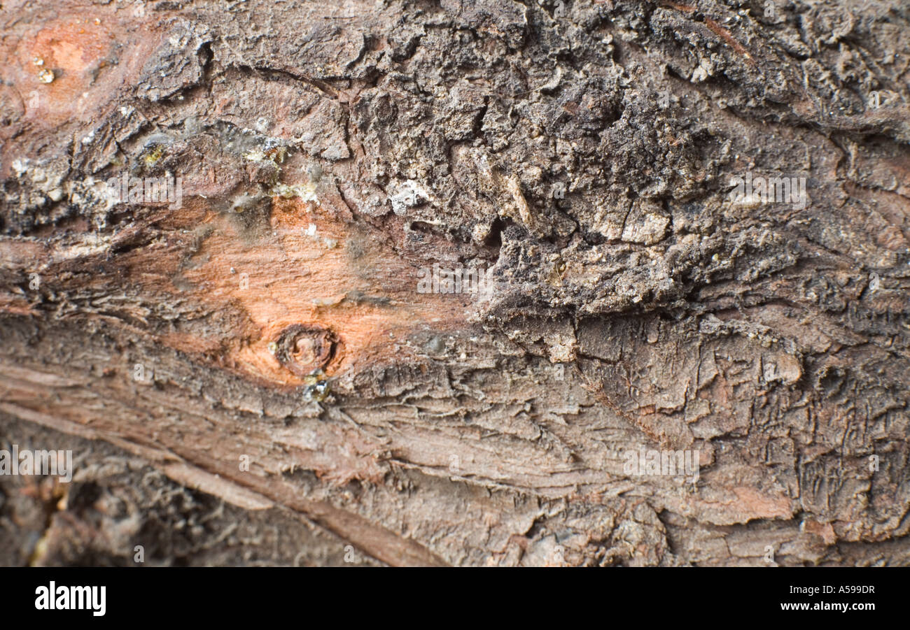 Patterns and textures pine tree bark Stock Photo - Alamy