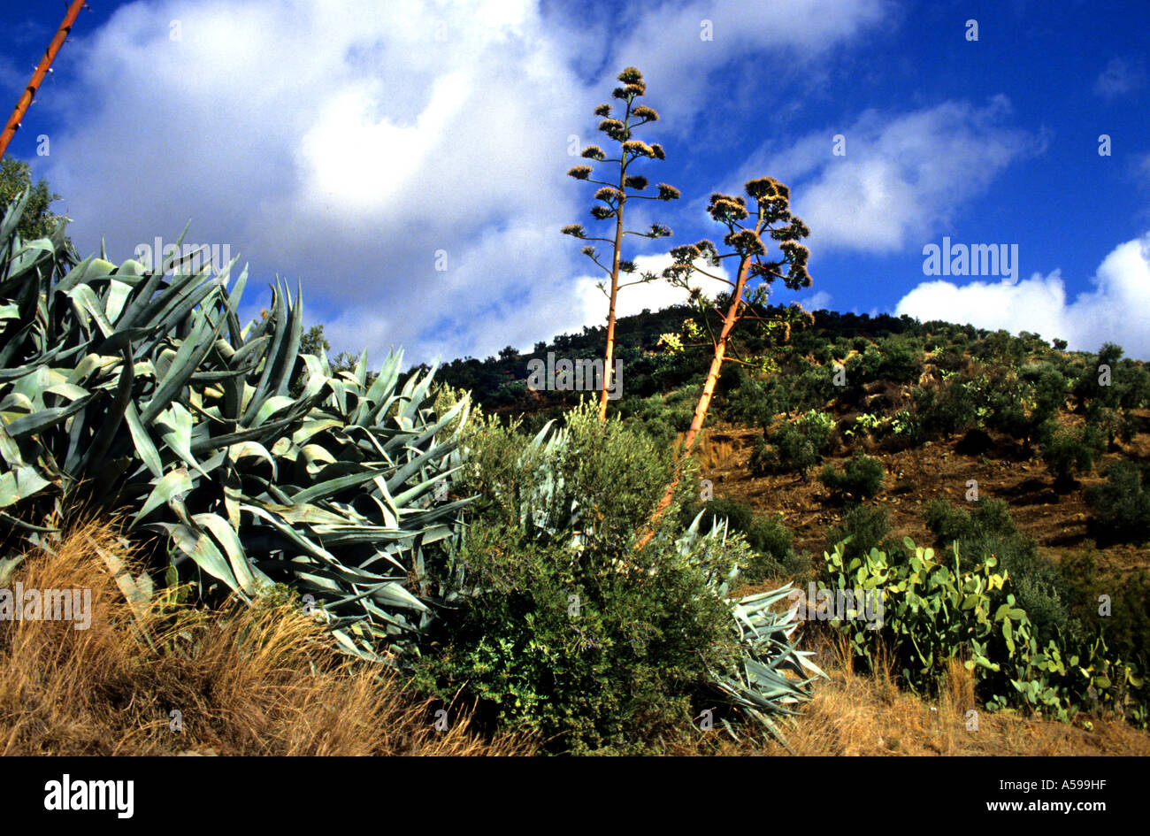 Agave Rhonda Andalusia Spain Spanish landscape Stock Photo - Alamy