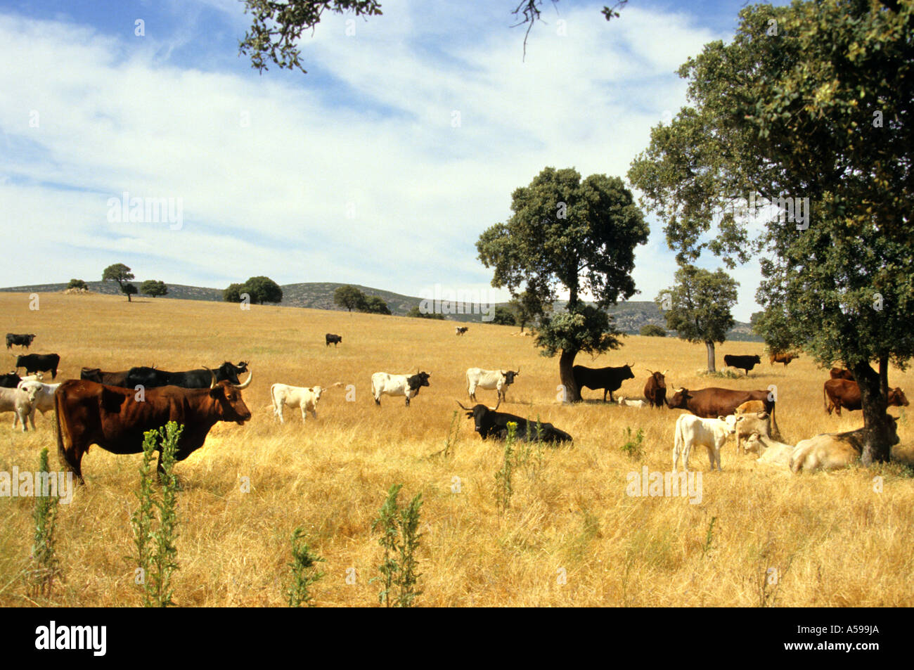 Bull farm andalusia hi-res stock photography and images - Alamy