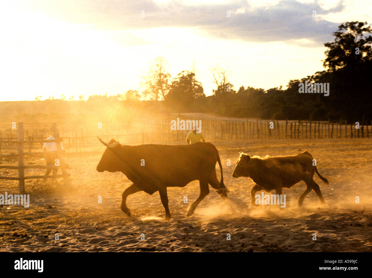 Spain bull cow cow dust Spanish Farm Andalusia Stock Photo - Alamy