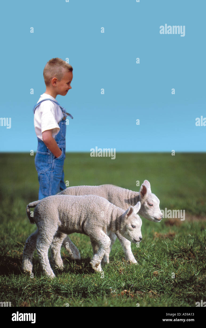 boy with lamb Stock Photo - Alamy